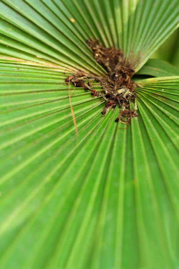 Green Leaves Bright Pure in Nature. Stock Photo - Image of chlorophyll ...