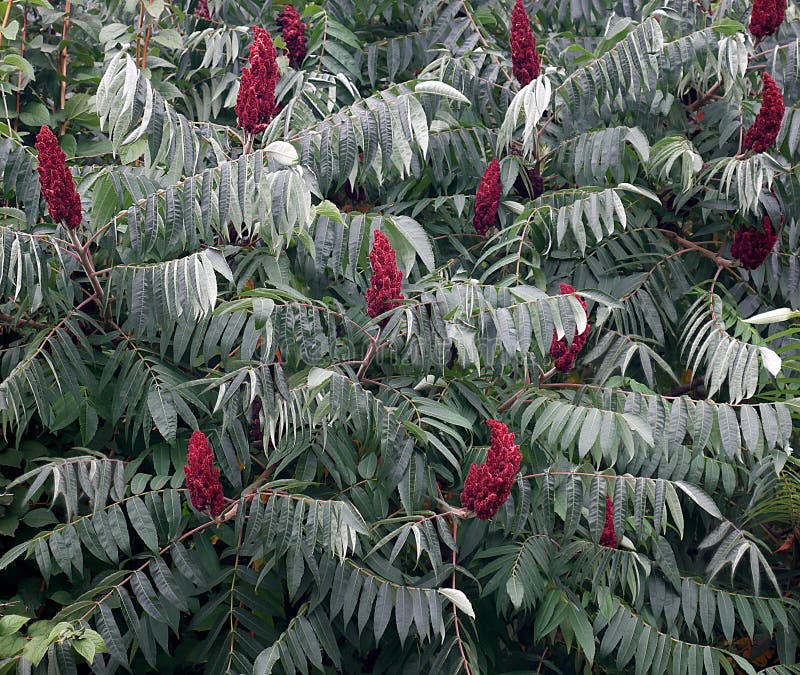 Leaves and Inflorescences on a Branches of Sumac in Summer. Green ...
