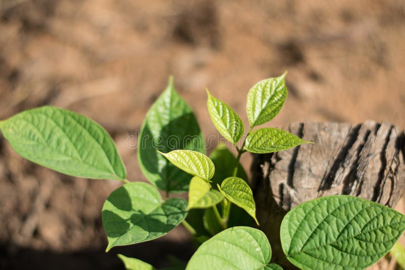 Broken bones tree stock image. Image of branch, emodin - 177999847
