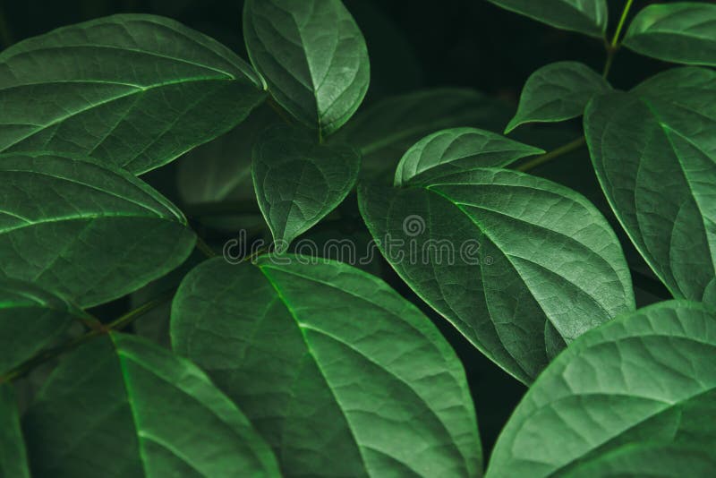 281 Broken Bones Tree Stock Photos - Free & Royalty-Free Stock Photos ...