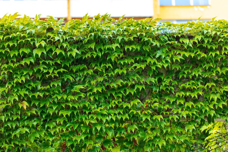 Green Leaves on the Building Wall As Background Stock Photo - Image of ...