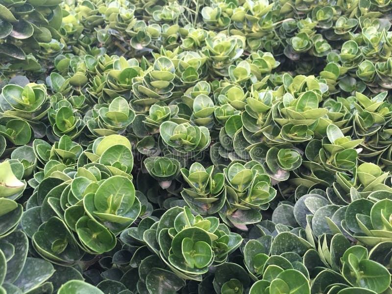 Green leaves stock image. Image of field, flourishing - 95575353