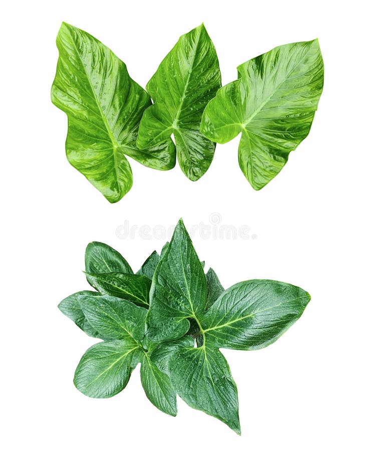 Green Leaves Bundle on White Background, Leaf Isolated Set, Green Leaf ...