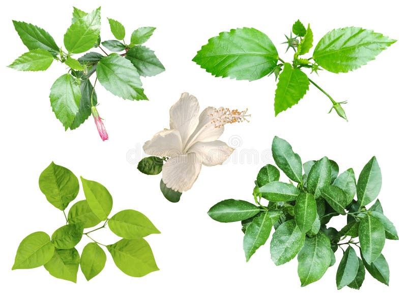 Green Leaves Bundle on White Background, Leaf Isolated Set, Green Leaf ...