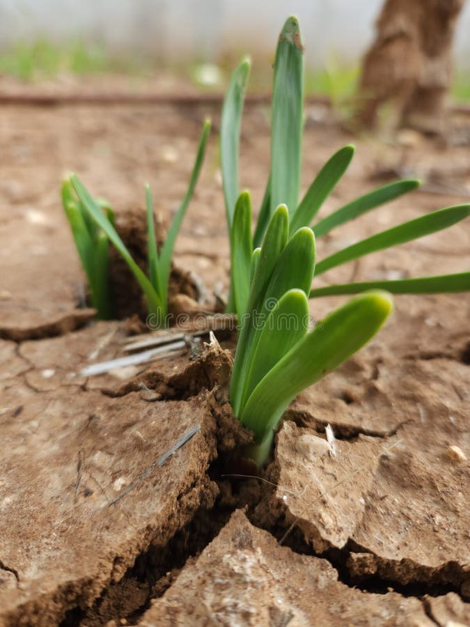 Green Leaves Bursting Out of the Dry Earth Stock Photo - Image of soil ...