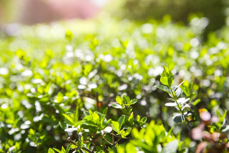 Green Leaves of the Bush. Beautiful Background Texture Stock Image ...