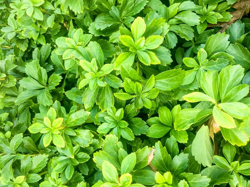 Green Leaves on a Bush Form a Pattern Stock Photo - Image of background ...