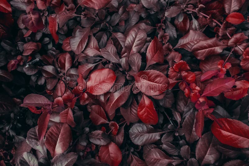 Red Leaves of a Bush Medium Sized Shrub Stock Photo - Image of ...