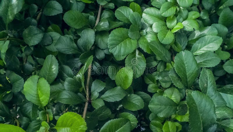 Green Leaves of a Bush Medium Sized Shrub during Summer As Botanical ...