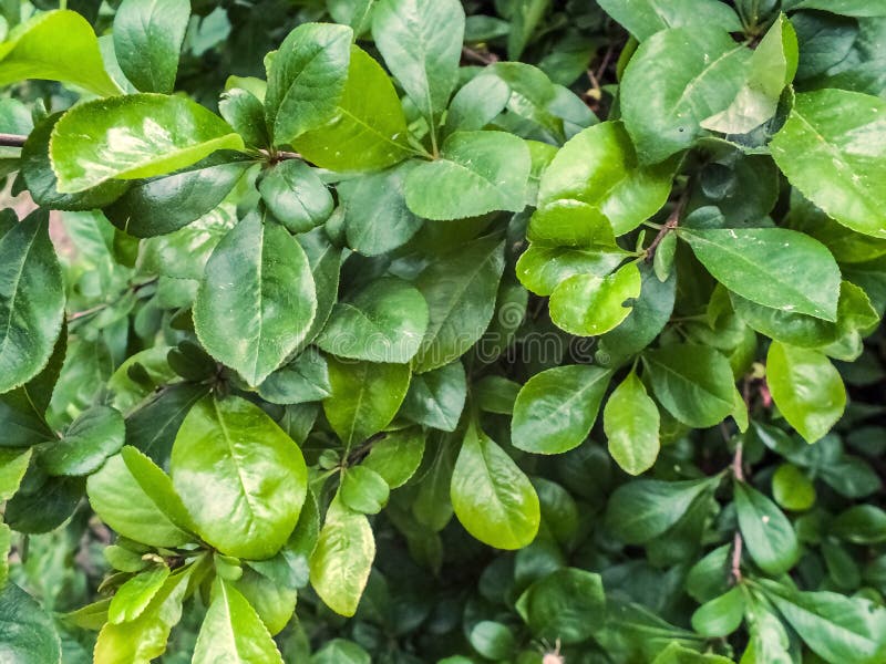 Green Leaves of a Bush Medium Sized Shrub during Summer As Botanical ...