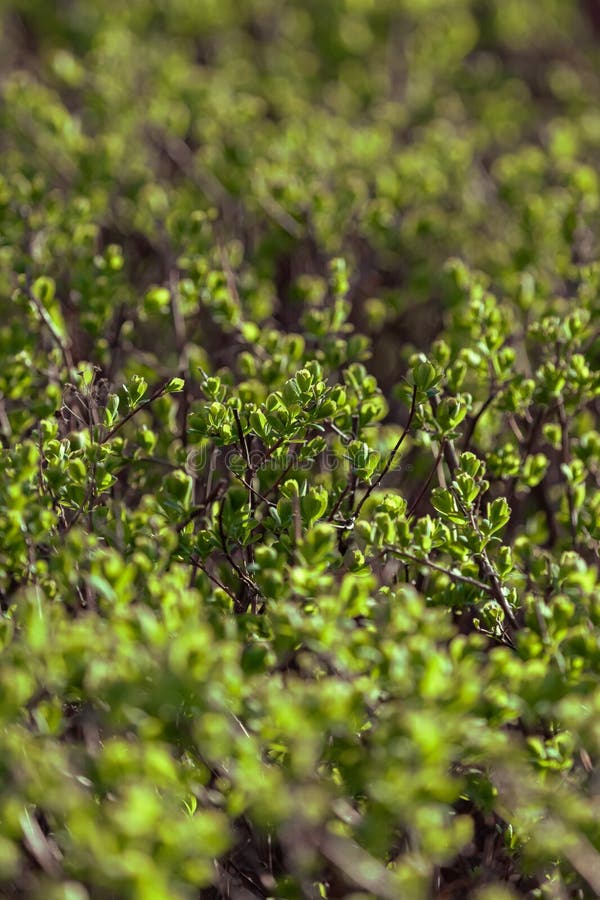 Green Leaves on a Bush in Sunlight Stock Photo - Image of leaves, grass ...