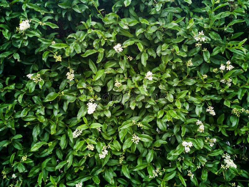 Green Leaves or Bush Tree Wall Background Stock Photo - Image of ...