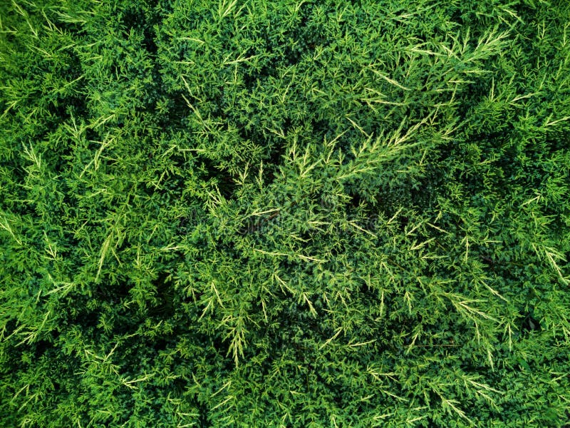 Green Leaves or Bush Tree Wall Background Stock Image - Image of ...