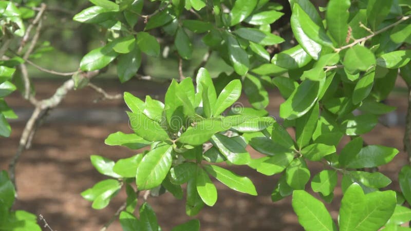Green Leaves Bush Waving Wind Stock Footage & Videos - 213 Stock Videos