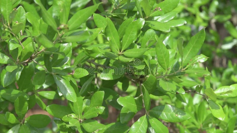 Green Leaves Bush Waving Wind Stock Footage & Videos - 213 Stock Videos