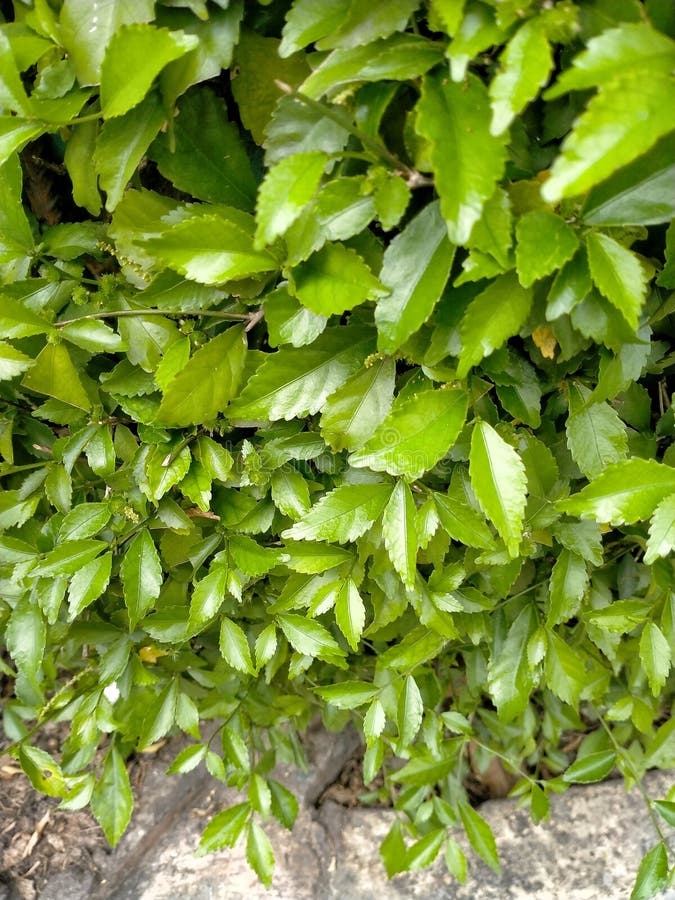 Green Leaves (bushes) on the Sidewalk Stock Photo - Image of deciduous ...