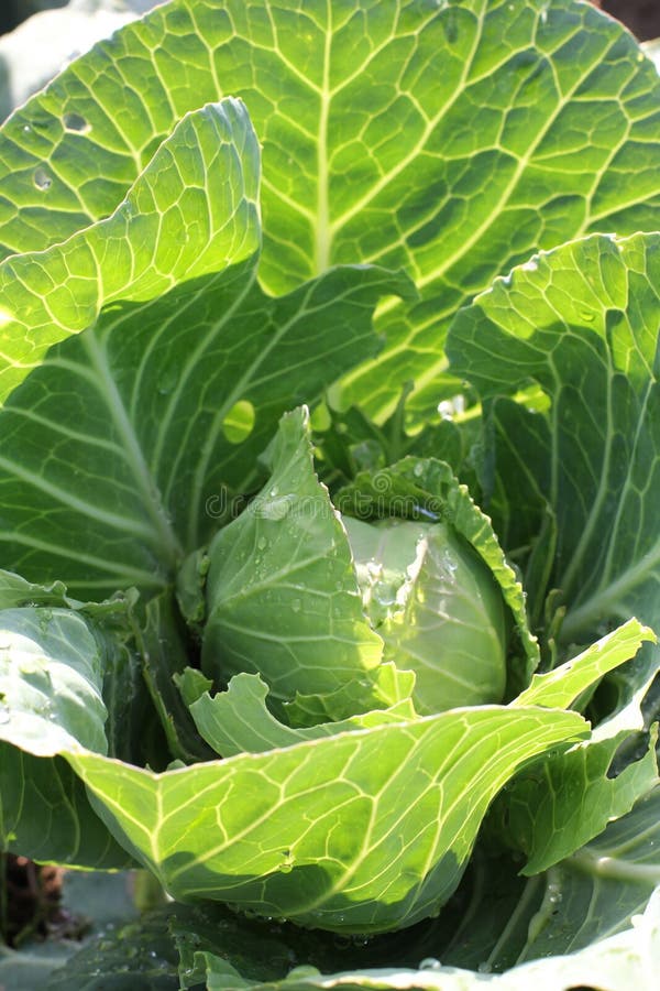 Green cabbage four stock image. Image of ingredient, ripe - 99305699
