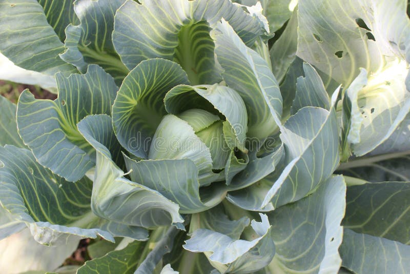 Green leaves of cabbage stock image. Image of food, broccoli - 125026871