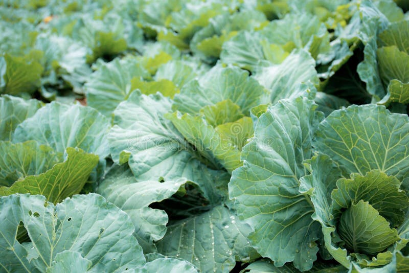 Green Leaves of Cabbage on Plots Stock Image - Image of gardening ...