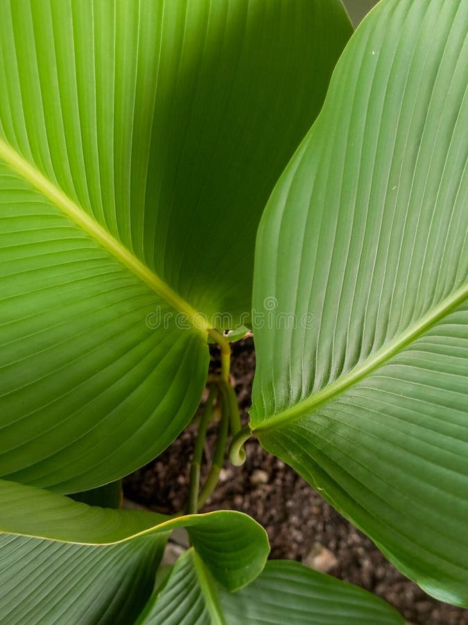 Green Leaves of the Calathea Lutea Plant Stock Photo - Image of ...