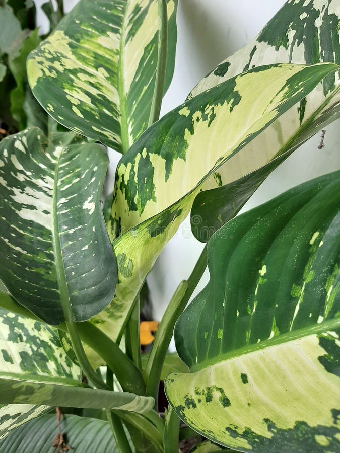 The Wide Green Leaves stock image. Image of wide, captured - 201960199