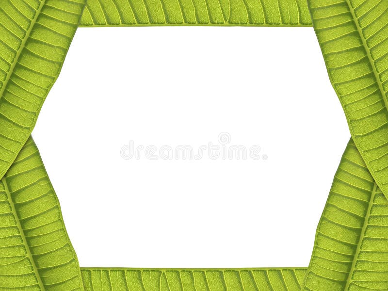 Green leaves card border stock photo. Image of isolated - 28246302