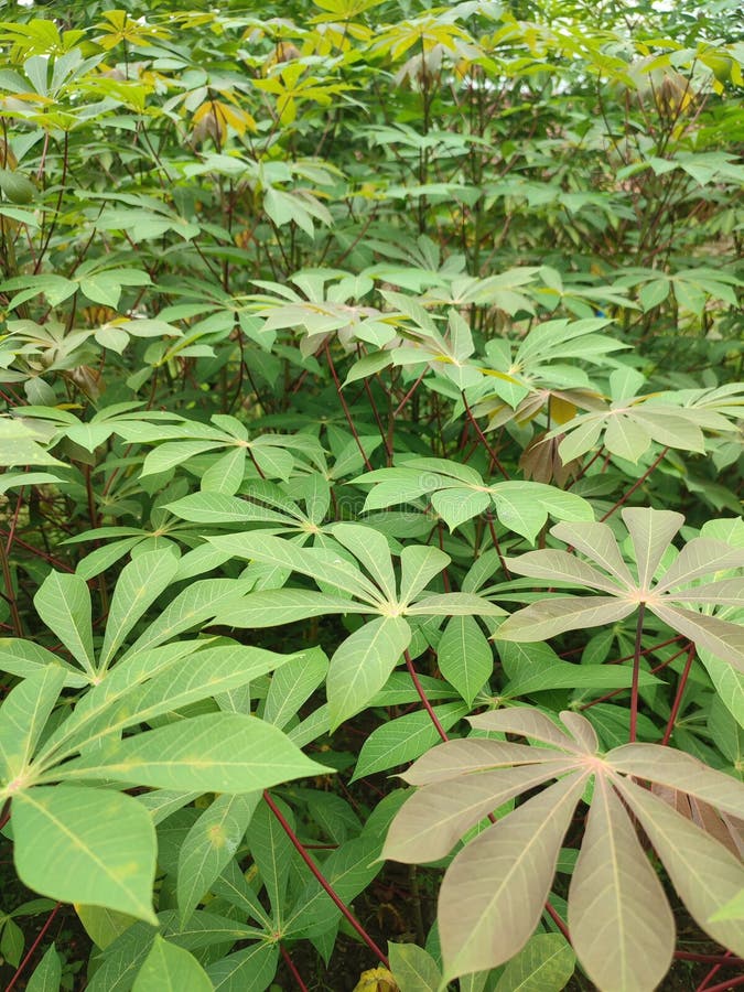 The Green Leaves of the Cassava Tree Stock Image - Image of leaf ...
