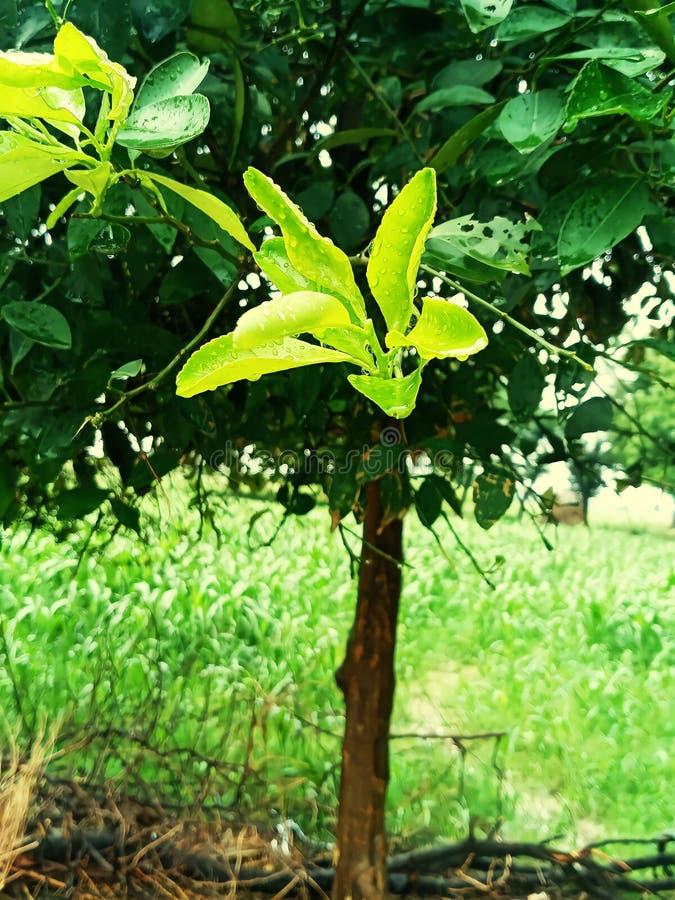 Green Leaves of Chakotra Tree Stock Photo - Image of tree, chakotra ...