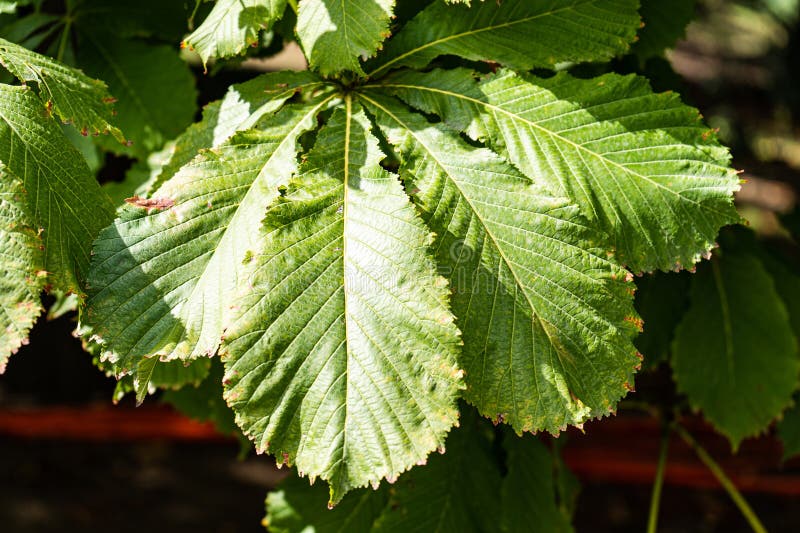 Green Leaves of Chestnut Tree in the Park Stock Image - Image of ...