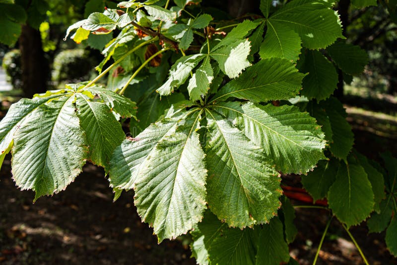 Green Leaves of Chestnut Tree in the Park Stock Photo - Image of park ...