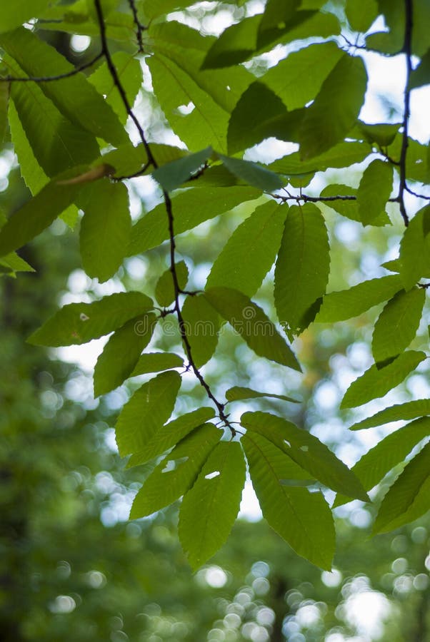Green Leaves of Chestnut Tree Vertically for Wallpaper Castanea Sativa ...
