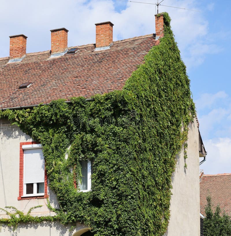 Green Leaves of Climbing Plants on the Wall of a Building Stock Image ...