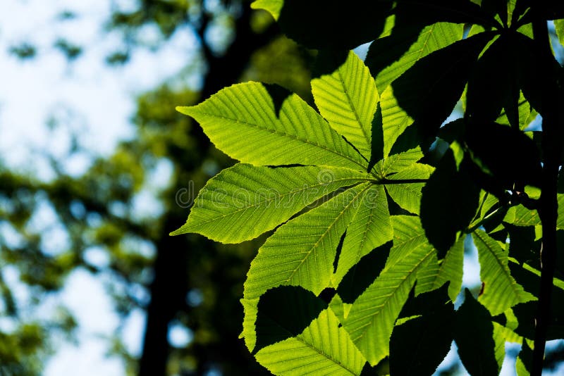 Green Leaves Close Up with Sunlight Stock Photo - Image of woods ...