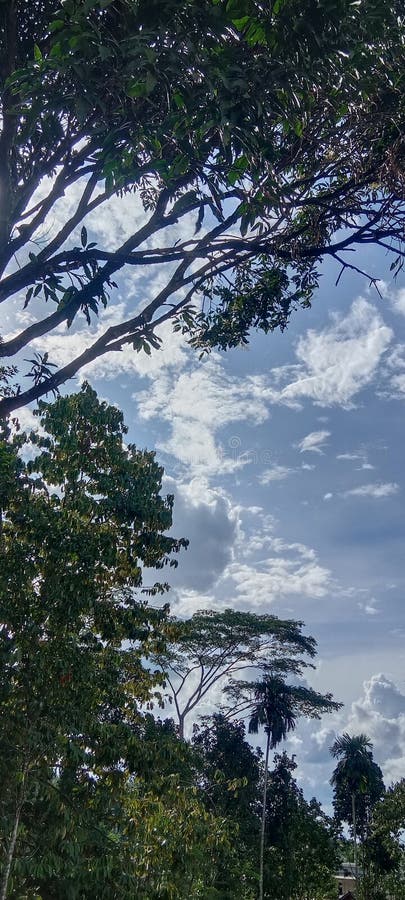 Green Leaves and Clouds and Trees during the Day Stock Image - Image of ...