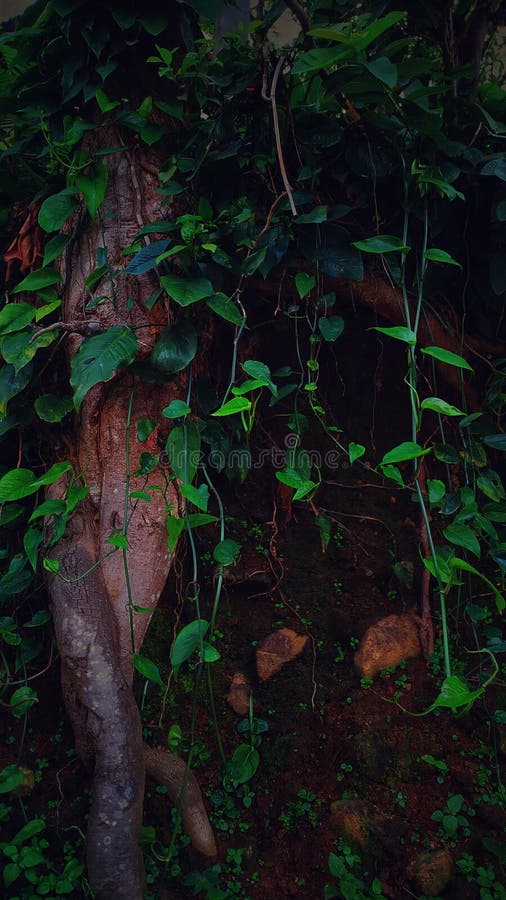 Green Leaves Coiled on a Tree in the Forest Stock Photo - Image of ...