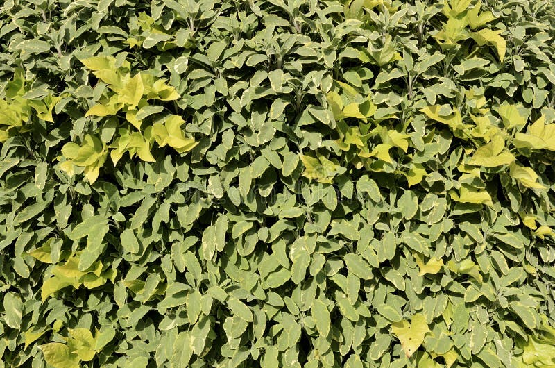 Green Leaves Completely Fill the Frame Stock Image - Image of foliage ...