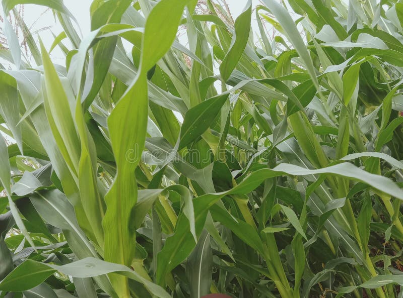 The Green Leaves of the Corn Plant Stock Photo - Image of leaves ...