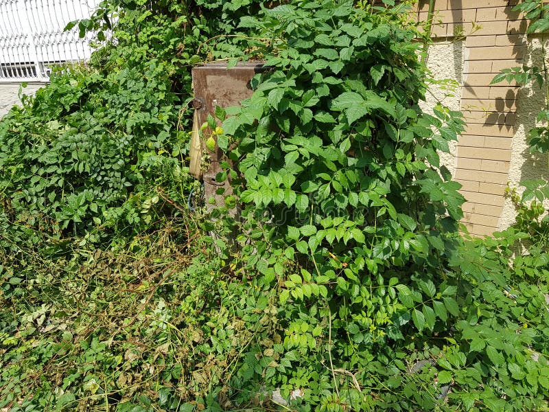 Green Leaves Cover the Garden Spring Season with Stock Image - Image of ...