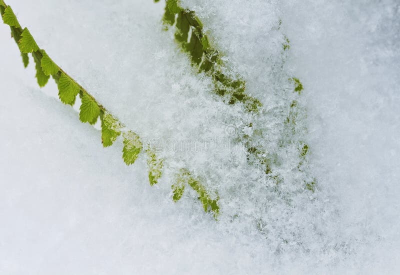 Green Leaves Covered Fluffy Shiny Snowflakes Stock Photos - Free ...