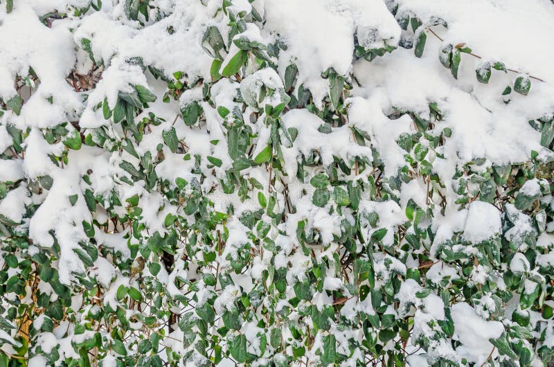 Green Leaves Covered with Snow and Ice, Snow Tree, Pattern, Texture ...