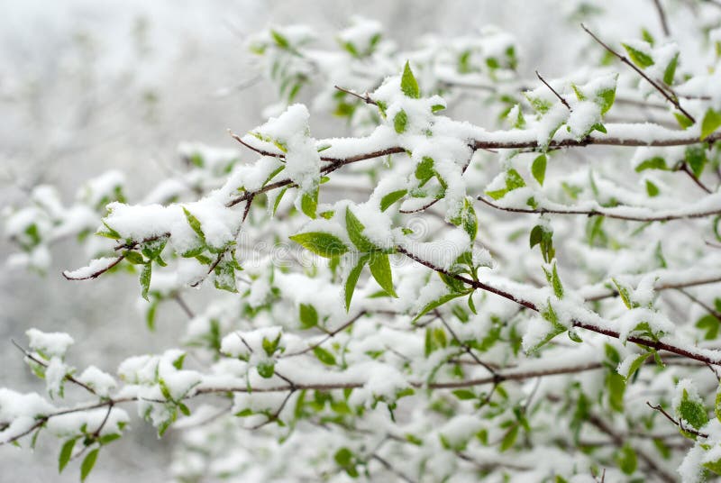 Hedge with snow closeup stock image. Image of flourishing - 113175485