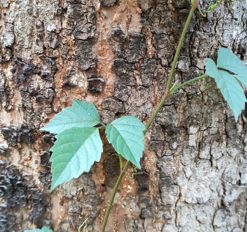 Green Leaves of a Creeper Against Rough Tree Trunk Stock Photo - Image ...