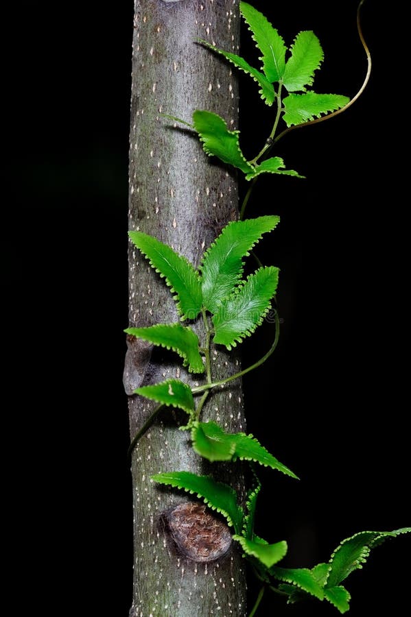 Coconut tree stock photo. Image of coconut, isolated - 28149724