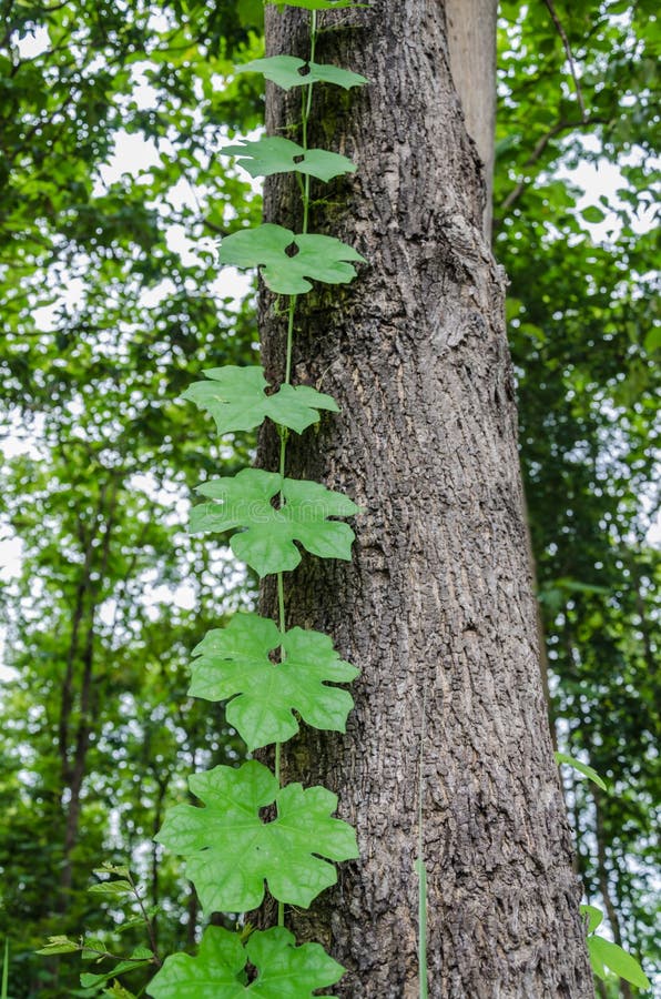Green Leaves of Creeper Plants on Tree Stock Image - Image of flora ...