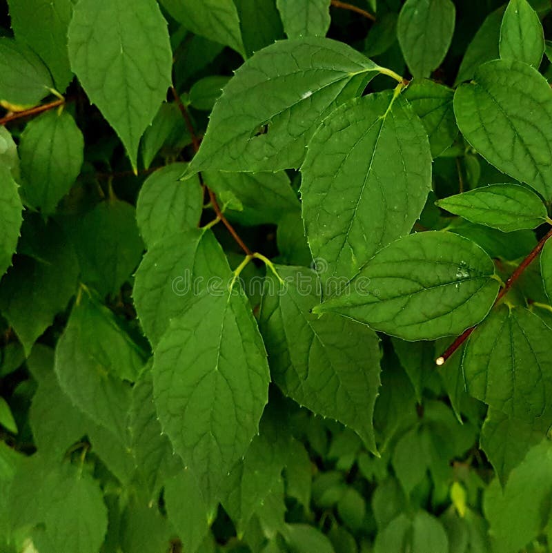 Full Spread stock image. Image of ecology, wing, marsh - 7582787