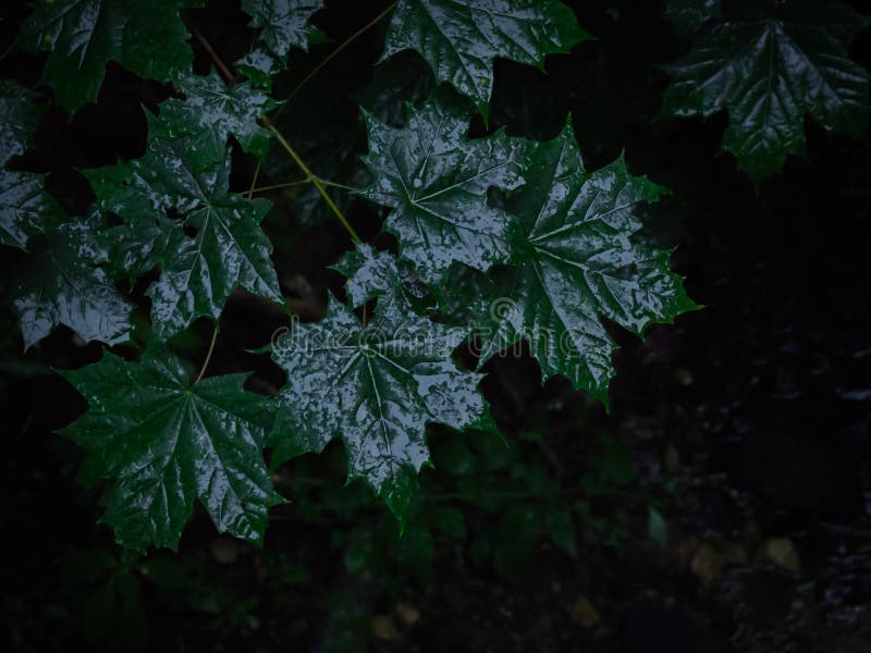 Maple leaves in dark stock photo. Image of plant, garden - 122314616
