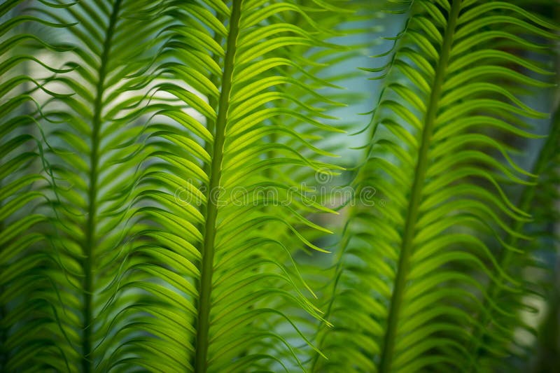 Green Leaves from Date Tree Stock Photo - Image of beautiful, cold ...