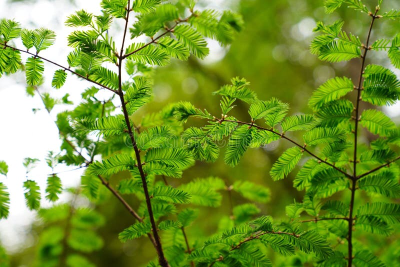 Green Leaves of Dawn Redwood Tree. Stock Photo - Image of outdoors ...