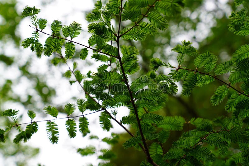 Green Leaves of Dawn Redwood Tree. Stock Photo - Image of nature ...