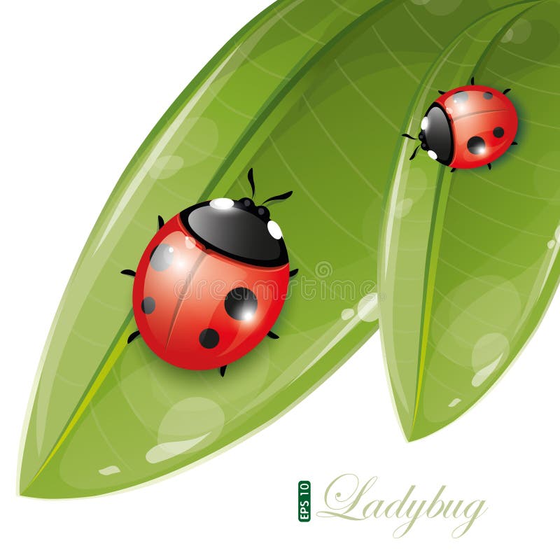 Sketch icons - ladybug stock vector. Illustration of birthday - 37875802